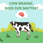 Cow Brains: Does Size Matter? – The Chicago Council on Science and ...