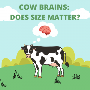Cow Brains: Does Size Matter? – The Chicago Council on Science and ...