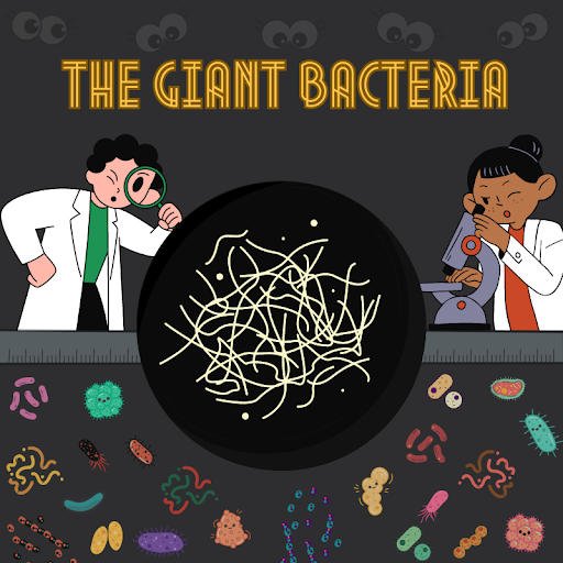 Thiomargarita magnifica – A giant bacteria in a microscopic world – The ...