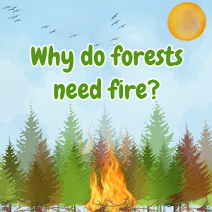 Why do forests need fire? – The Chicago Council on Science and Technology