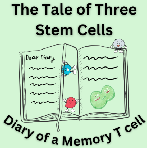 Diary of a Memory T cell: A Tale of Three Stem Cells – The Chicago ...