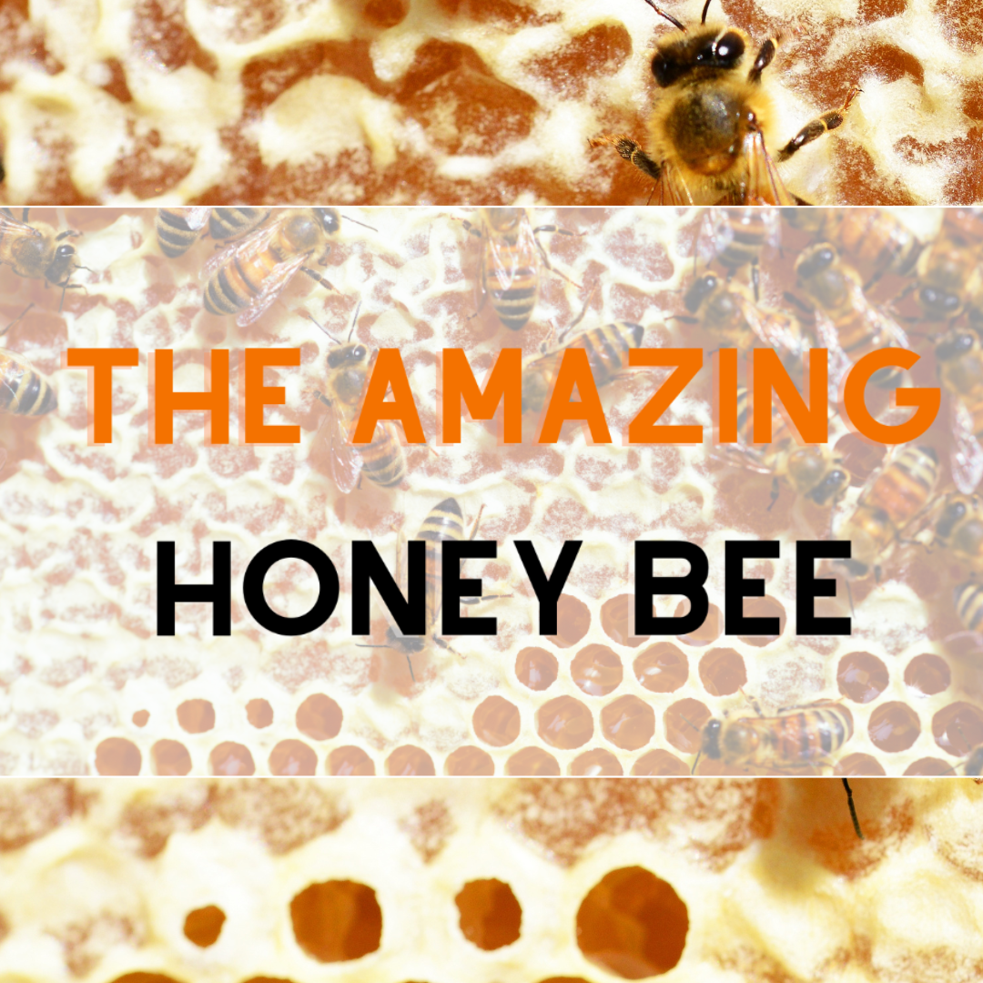 The Amazing Honey Bee – The Chicago Council on Science and Technology