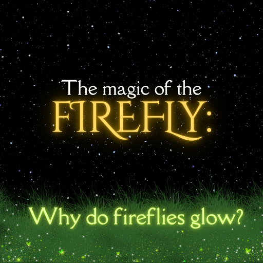 The Magic of the Firefly: Why Do Fireflies Glow? – The Chicago Council on Science and Technology