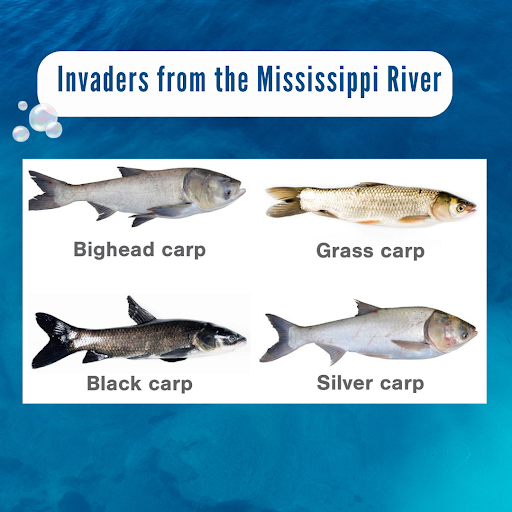 Invaders from the Mississippi River: Illinois and Michigan Unite to ...