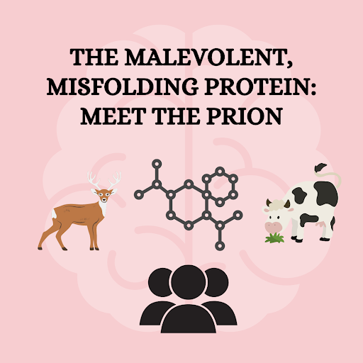 The Malevolent, Misfolding Protein: Meet the Prion – The Chicago ...