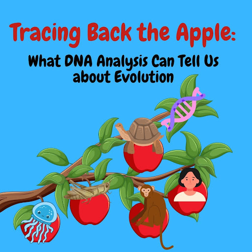 Tracing Back the Apple: What DNA Analysis Can Tell Us about Evolution ...